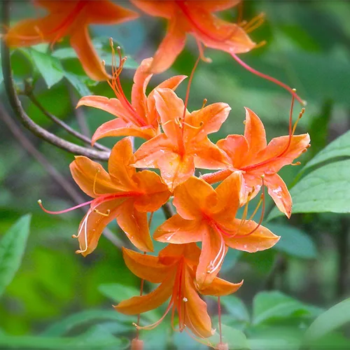 Native Plants for Western North Carolina Gardens | Winding Stair Gardens
